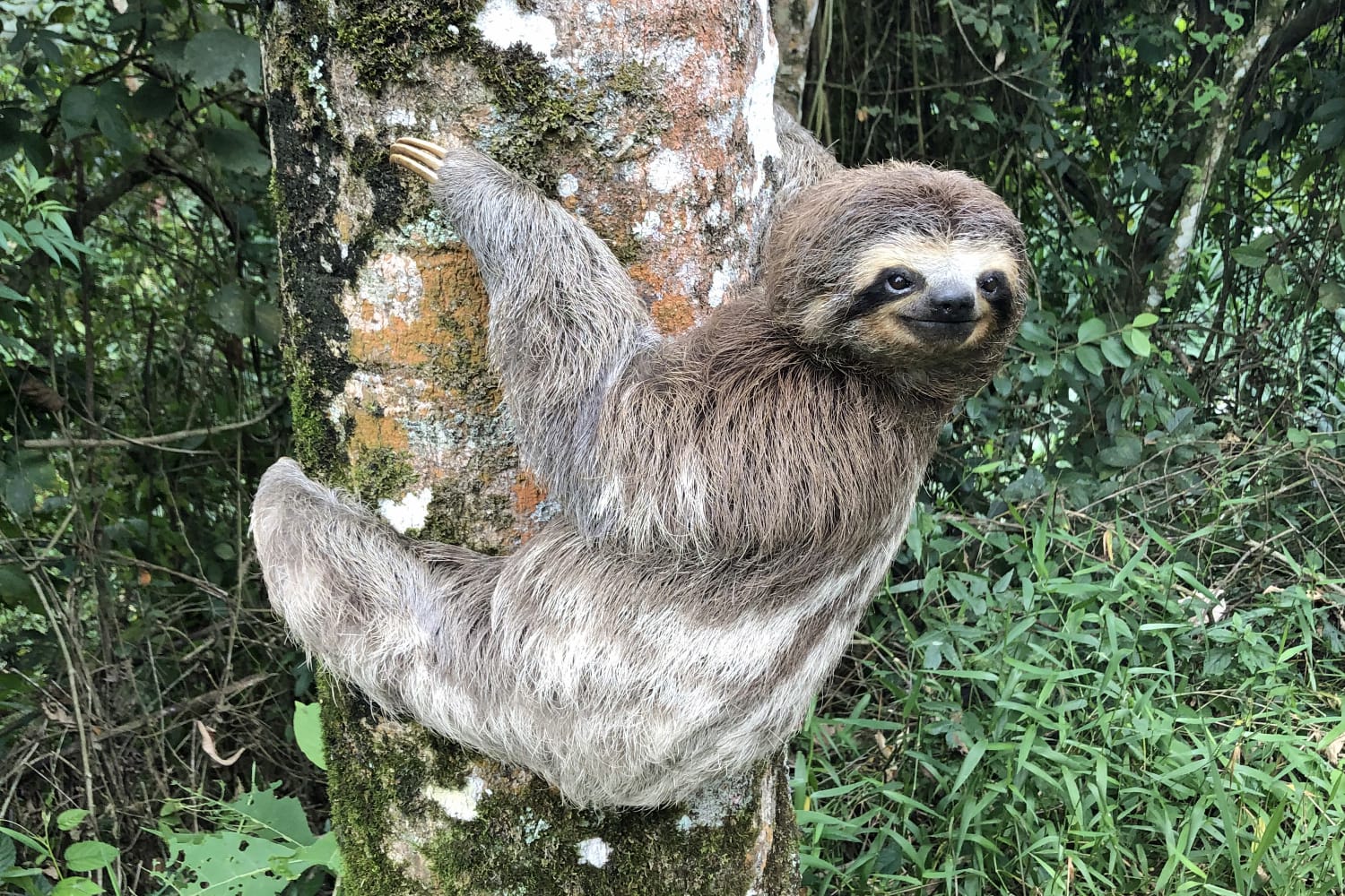 Sloth: इस जानवर को पत्ते को पचाने में लगते हैं 30 दिन, पेड़ पर उल्टा लटके-लटके ही गुजार देता है ...